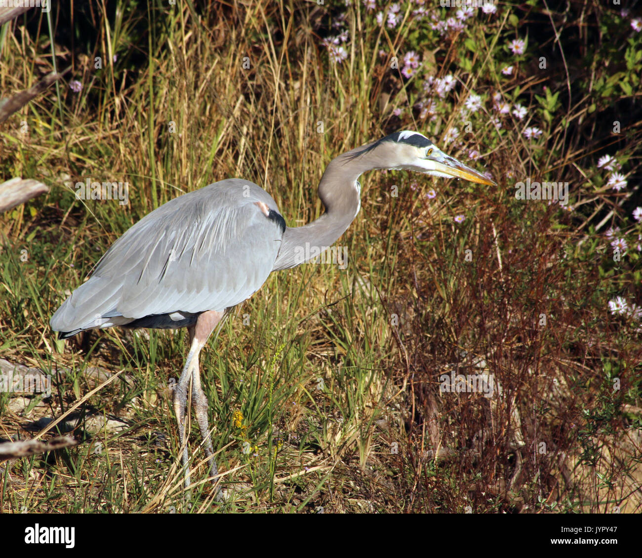River wading birds hi-res stock photography and images - Alamy
