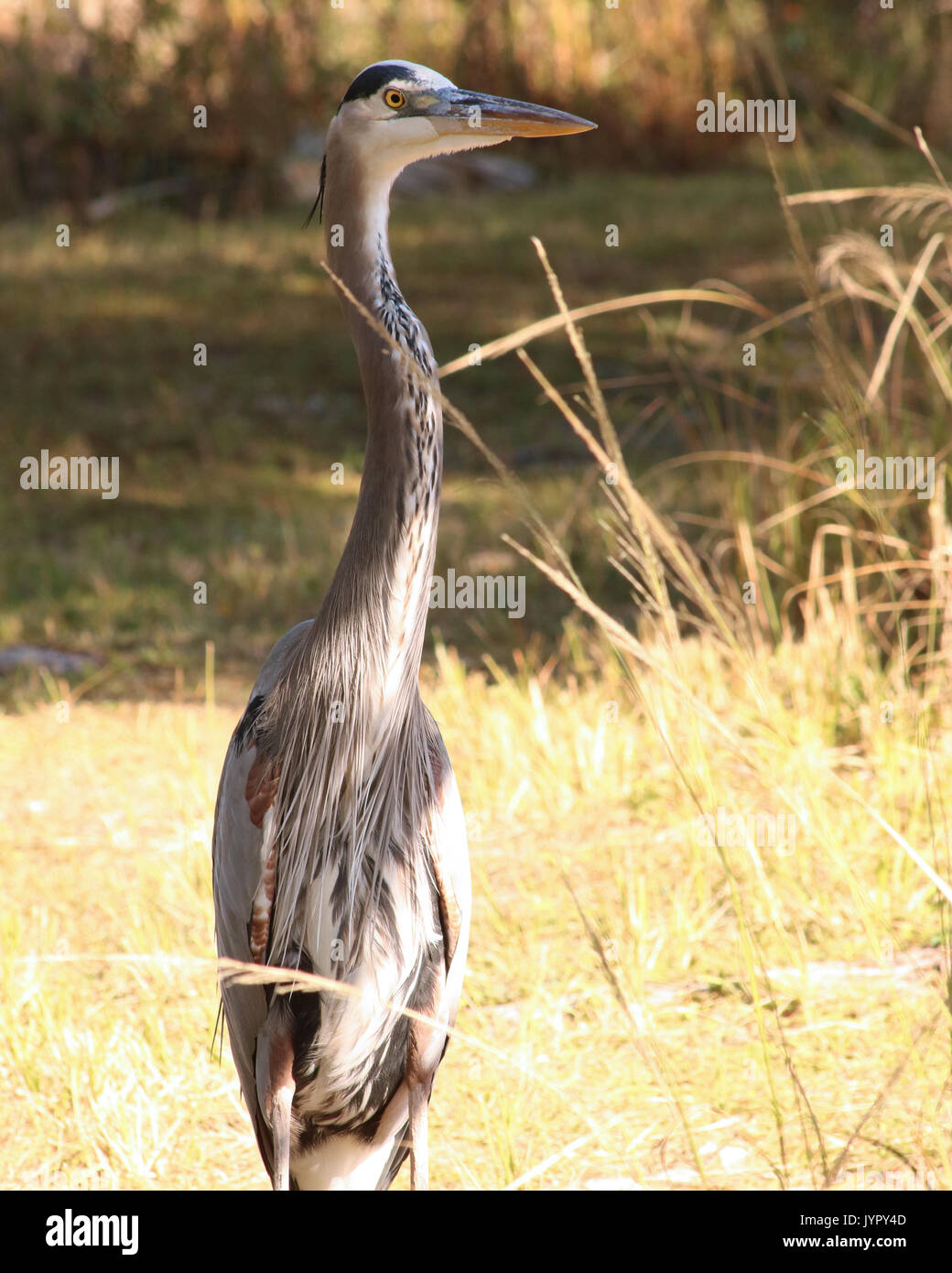 Heron standing on a grassy shoreline Stock Photo - Alamy