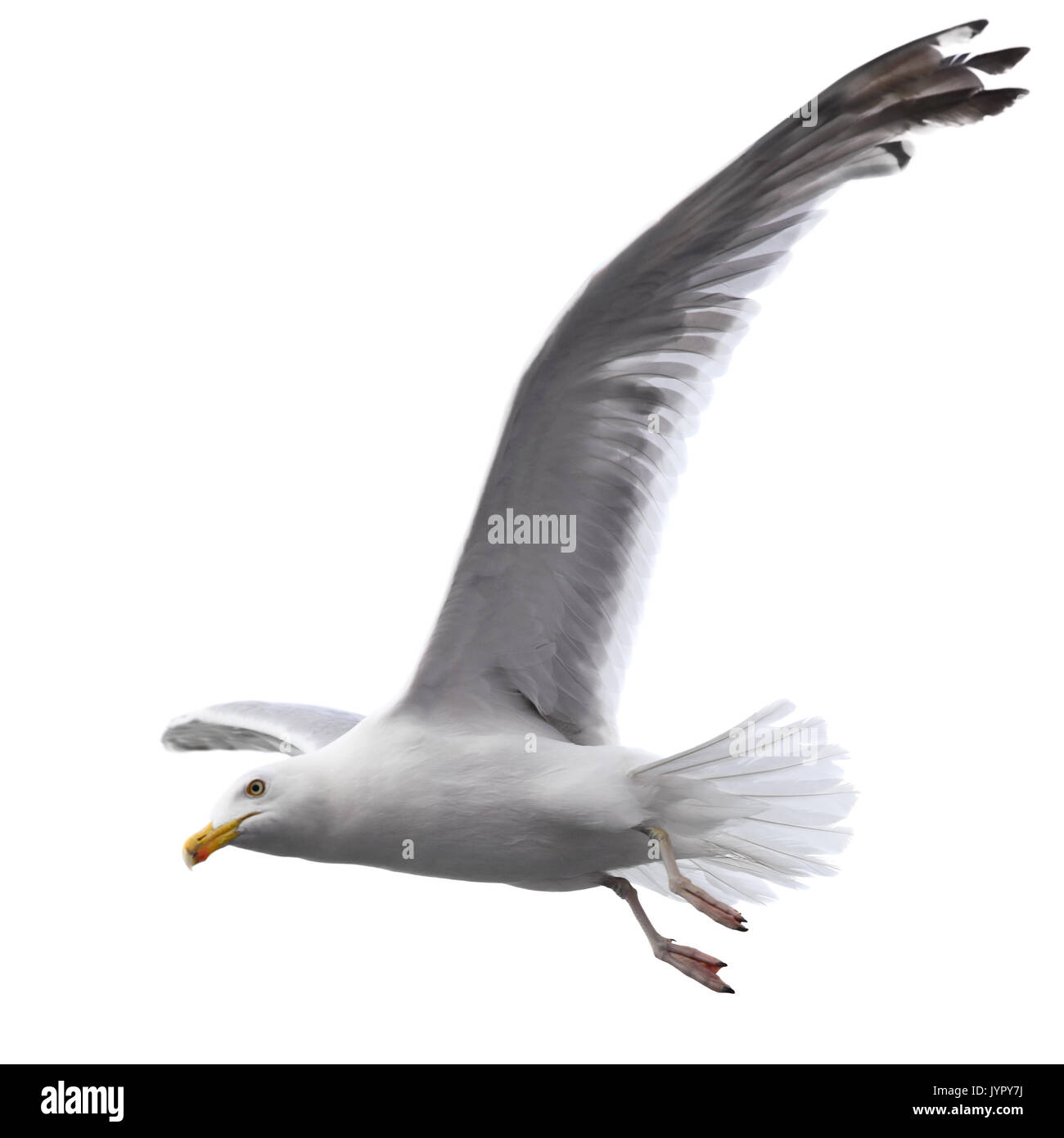 Flying seagull baltic sea Cut Out Stock Images & Pictures - Alamy