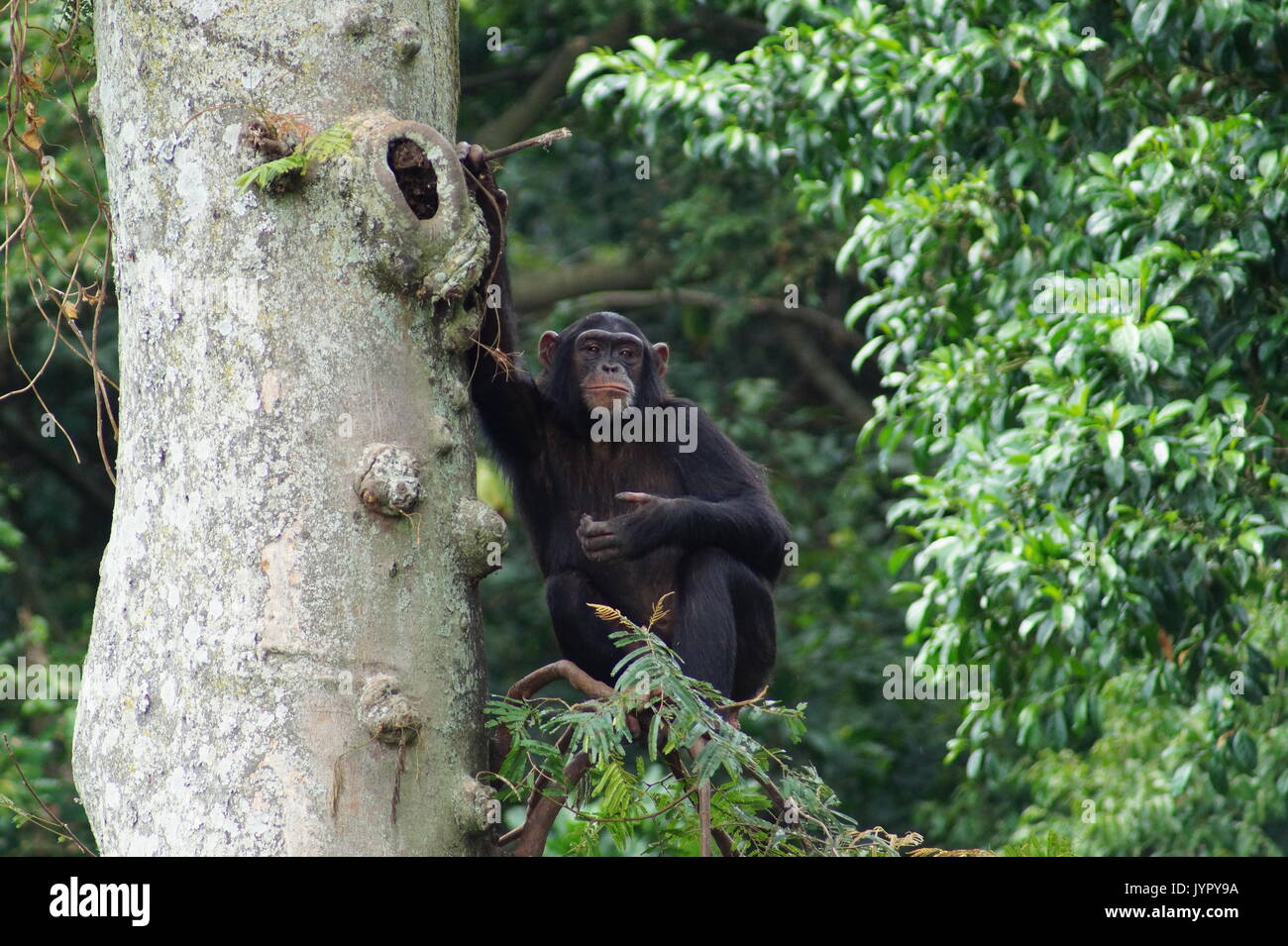 Chimpanzee sitting on a tree branch Stock Photo - Alamy