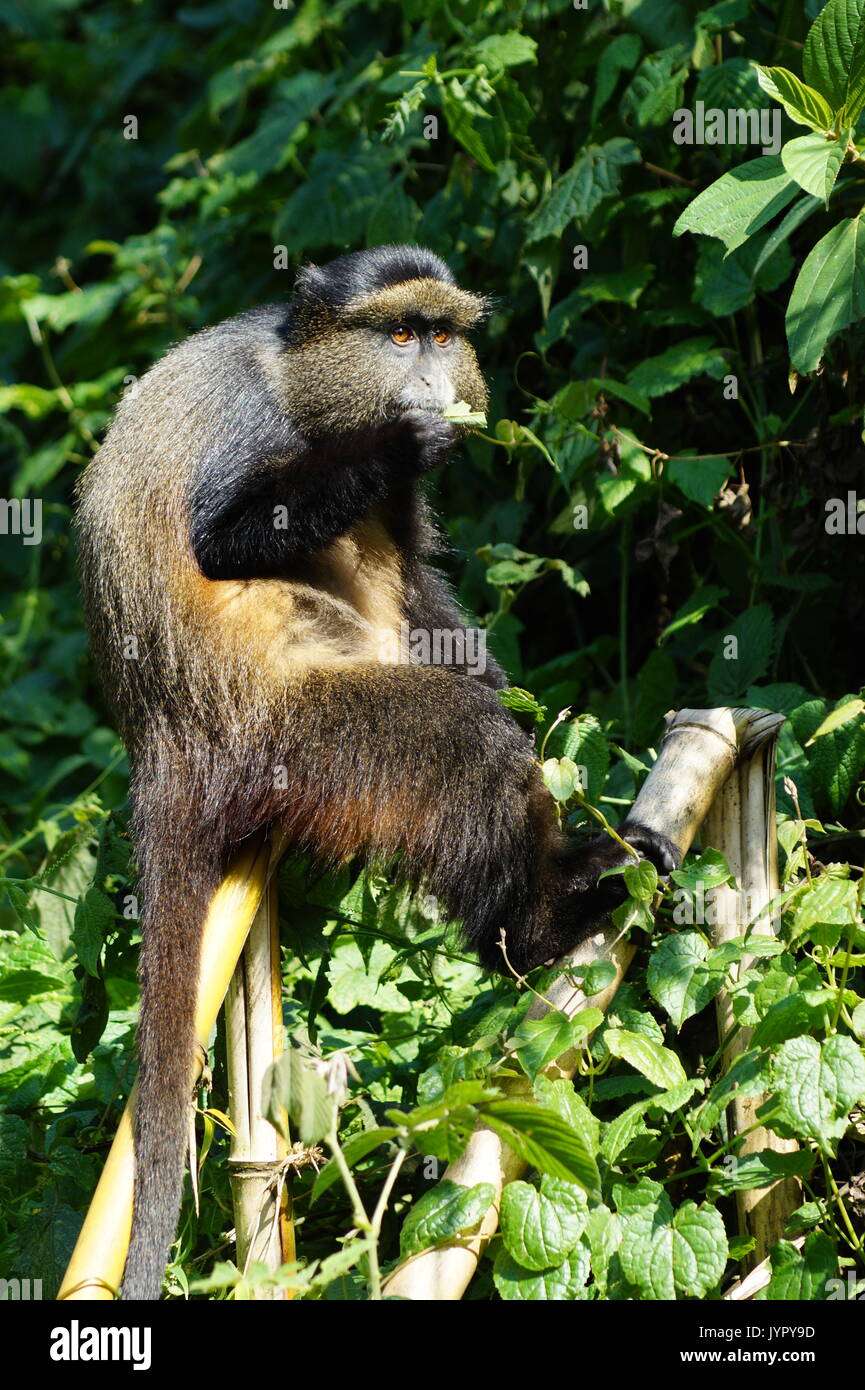 Golden monkey feeding on bamboo Stock Photo - Alamy