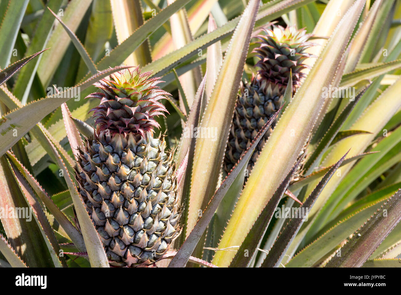 Growing pineapples hi-res stock photography and images - Alamy