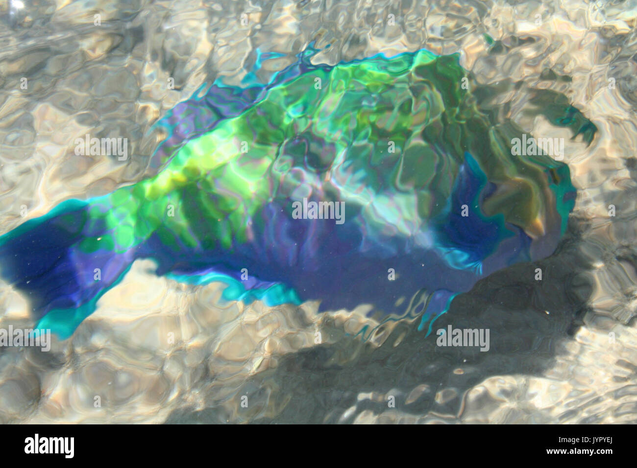 Indistinct background on bright fishes Stock Photo - Alamy