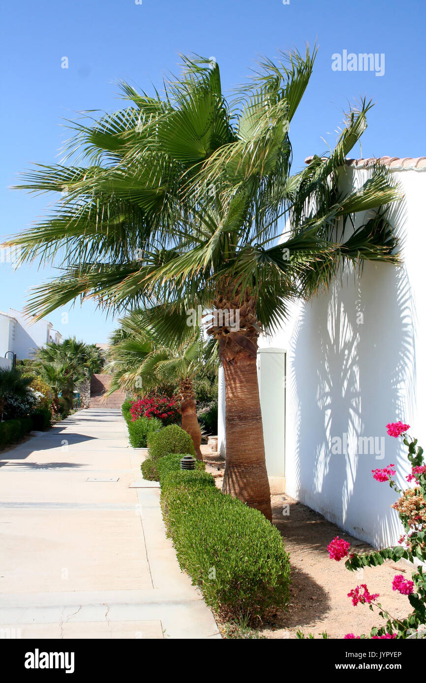 Path and palm trees in the territory of hotel Stock Photo - Alamy