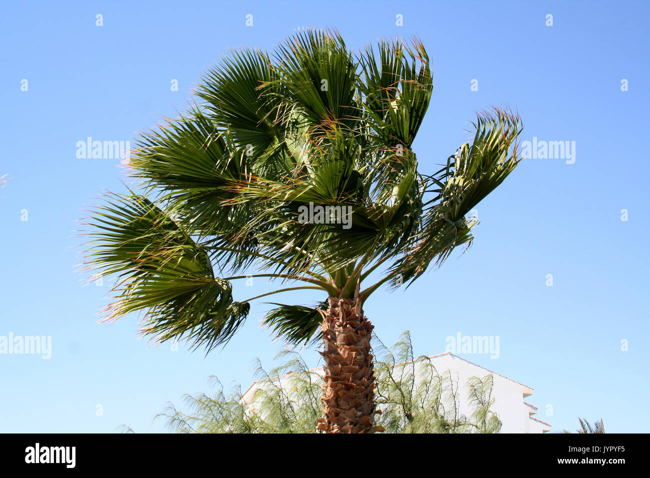 Strong wind and palm tree hi-res stock photography and images - Alamy