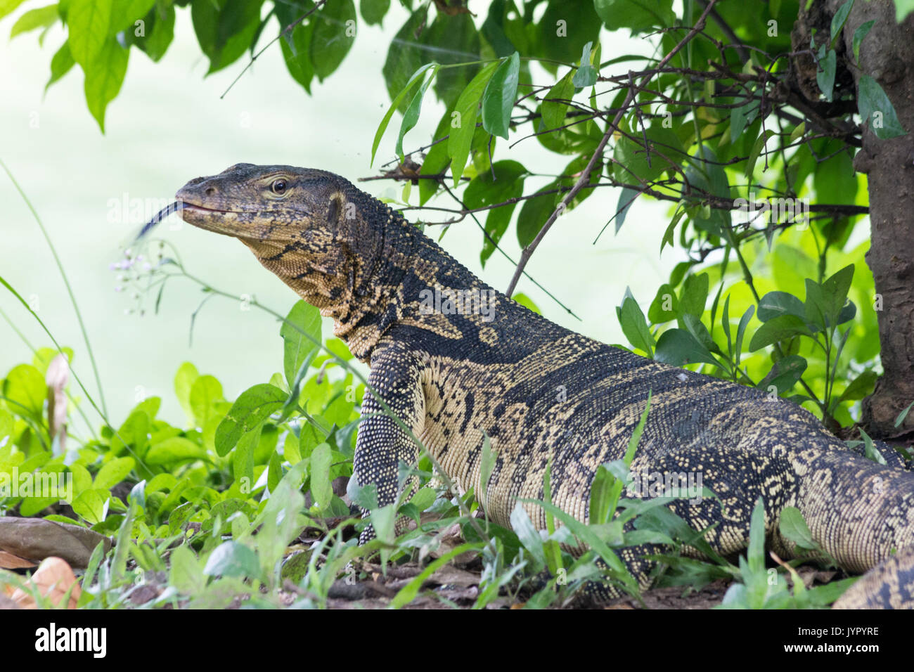 Monitor lizard (Varanus salvator), Lumphini Park, Bangkok, Thailand ...