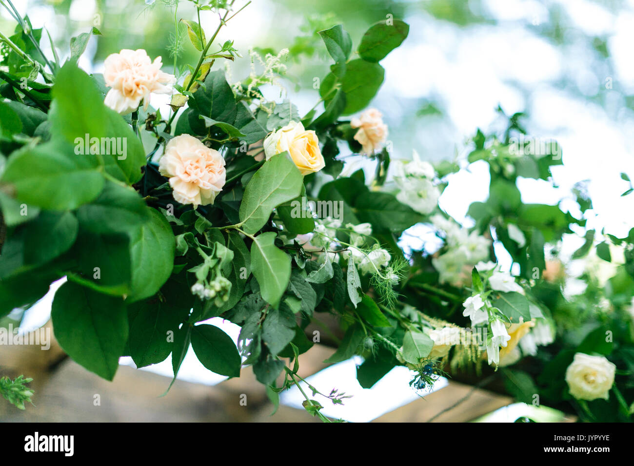 botany, harmony, planting concept. mix of various flowers and leaves of ...