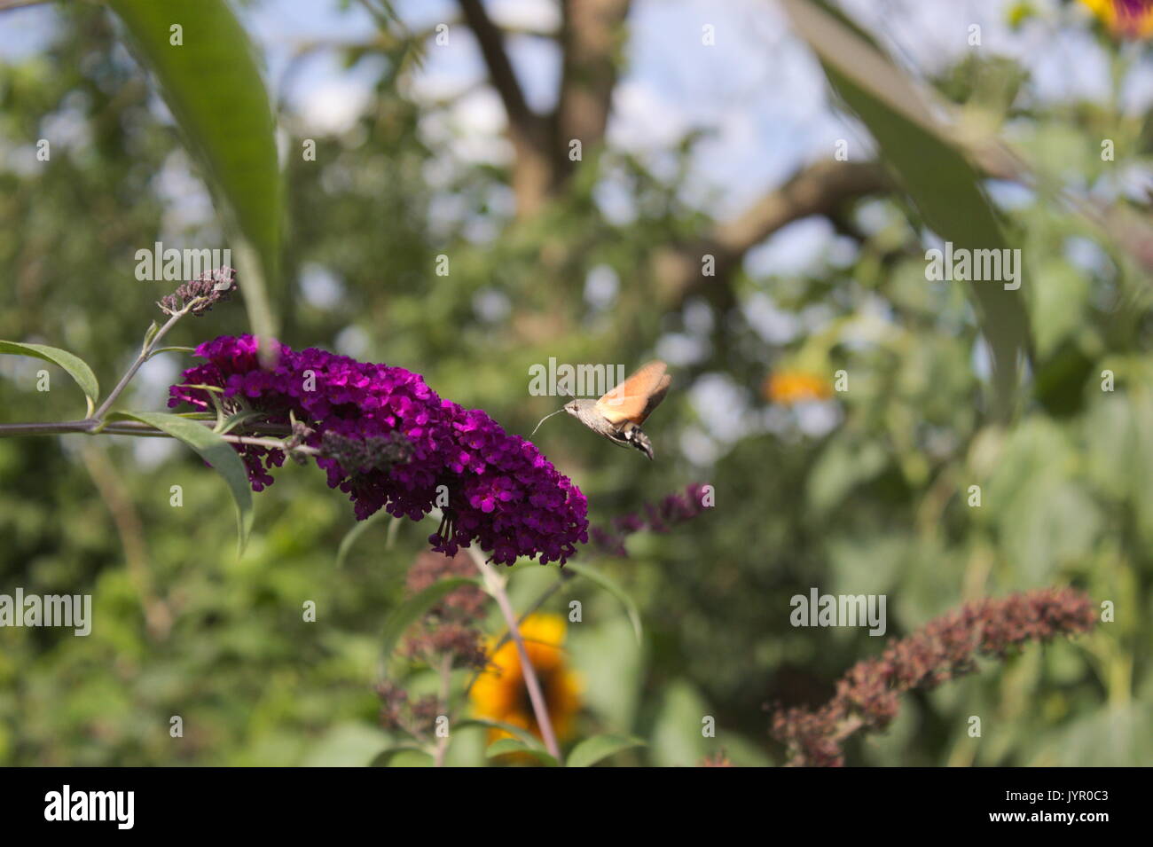Hummingbird hawk-moth feeding on butterfly-bush Stock Photo - Alamy