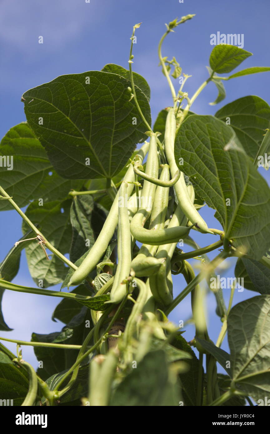 Bunch of beans on the stalk Stock Photo - Alamy