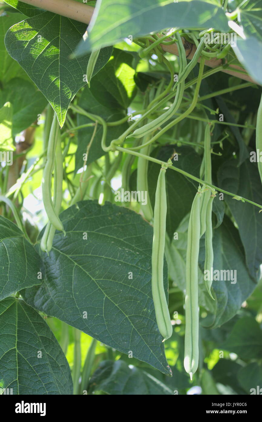 Bean Stalk High Resolution Stock Photography and Images - Alamy