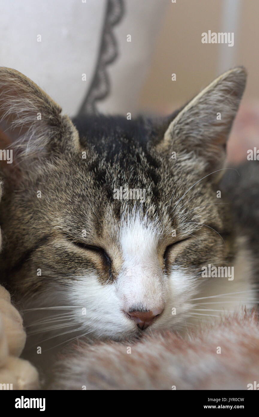 Snoozing Cat High Resolution Stock Photography and Images - Alamy