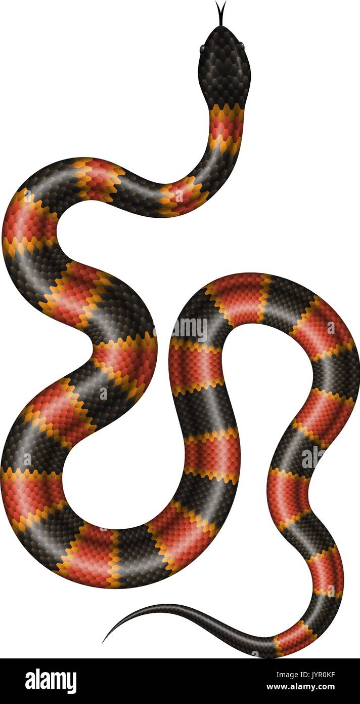 Coral snake vector illustration. Isolated tropical snake on white ...