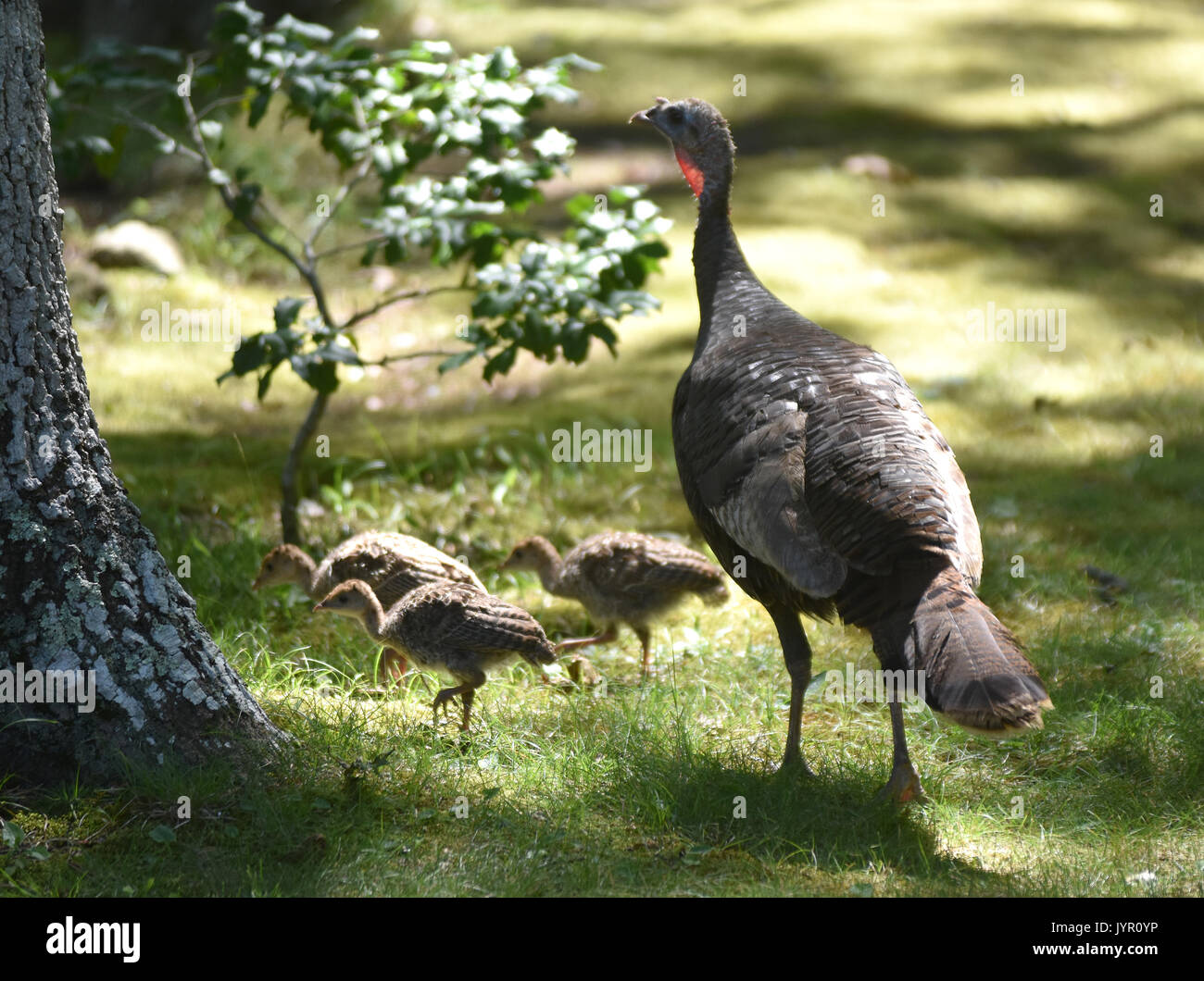 Girl Female Turkey Dinner