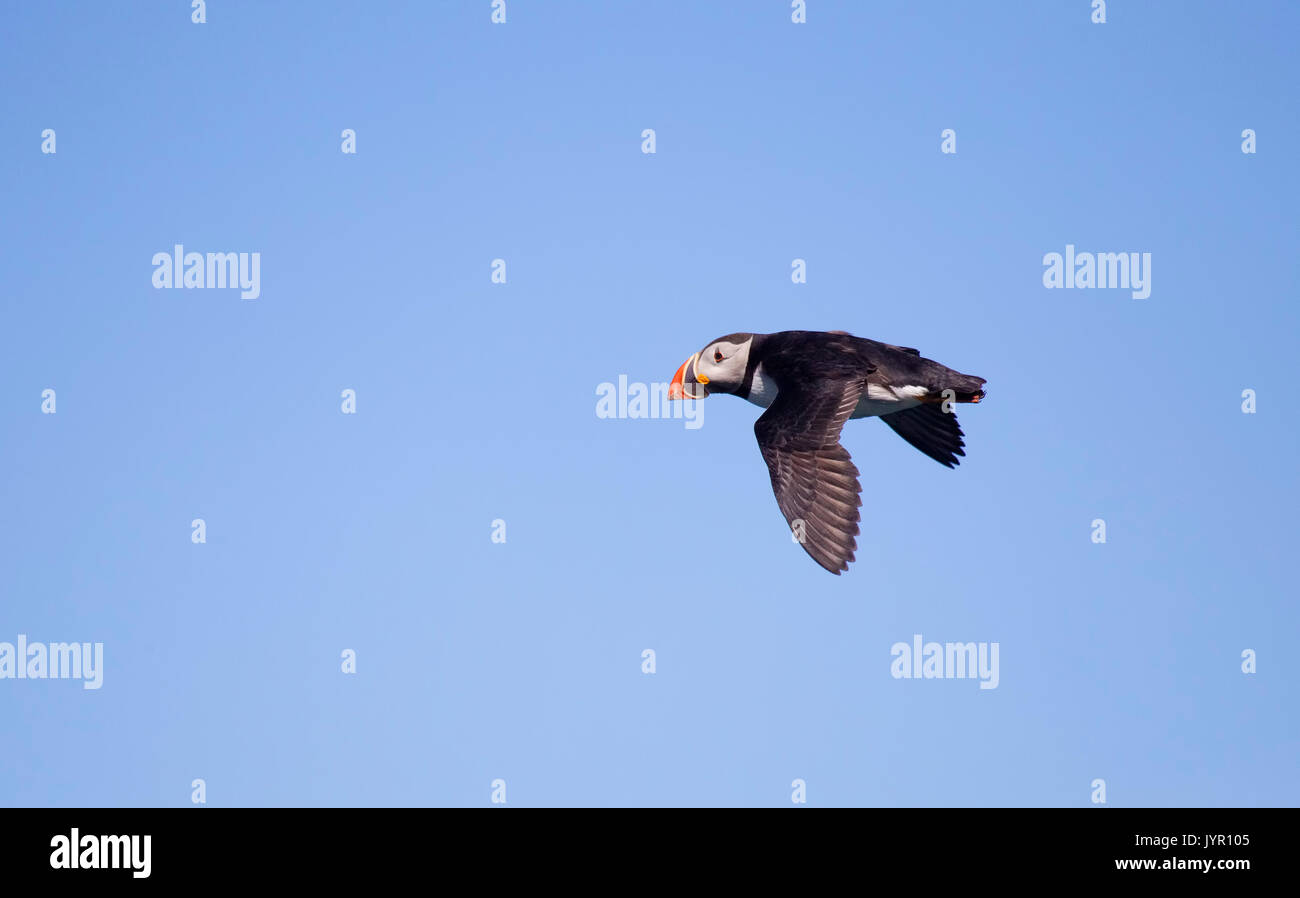 Atlantic Puffin in Flight Stock Photo - Alamy