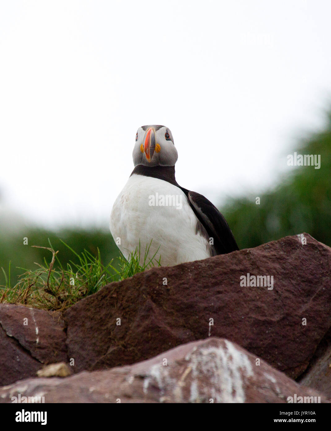 Puffin witless bay hi-res stock photography and images - Alamy