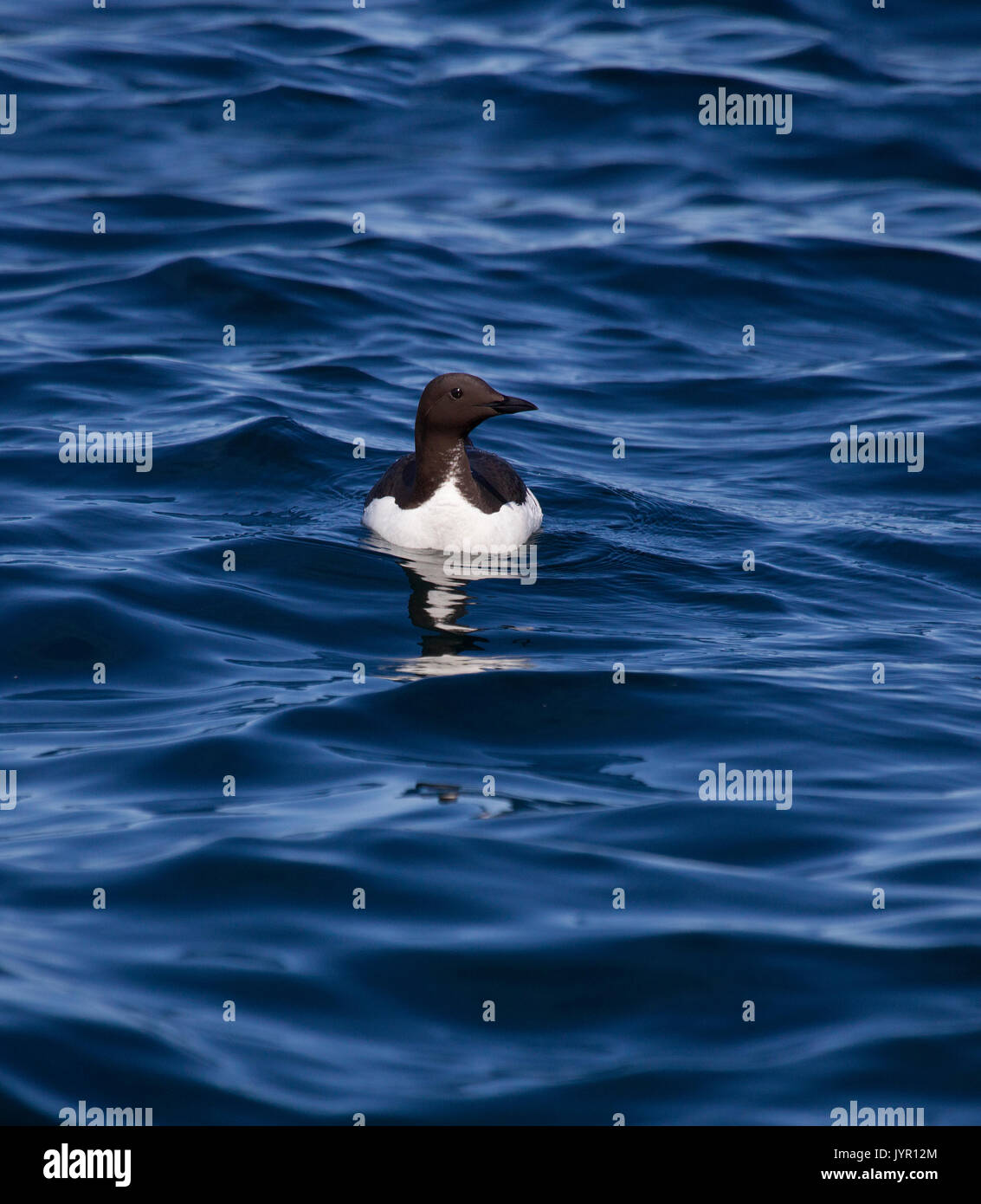 Common murre bobbing in very blue ocean hi-res stock photography and ...