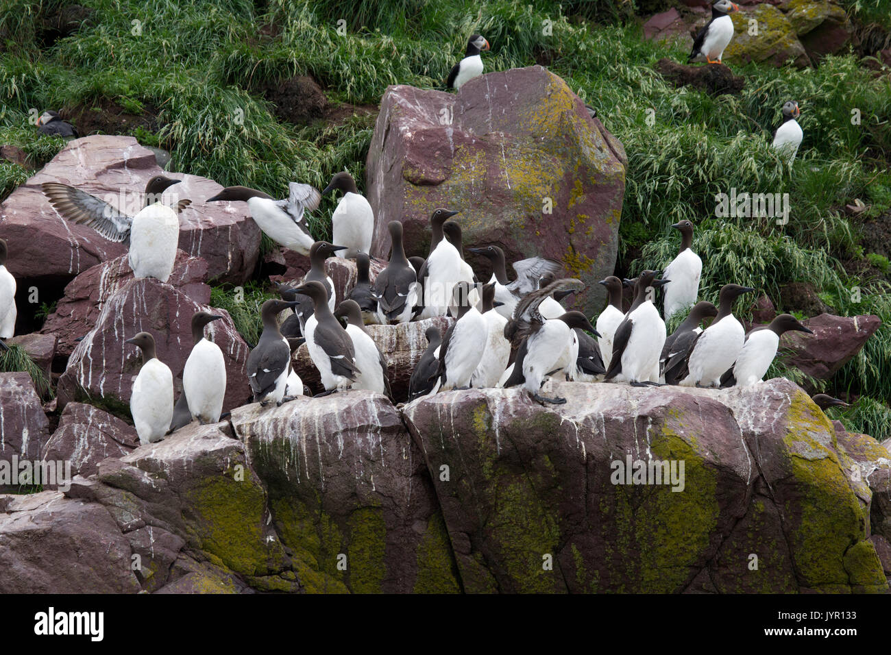 Flock of common murres on rock hi-res stock photography and images - Alamy