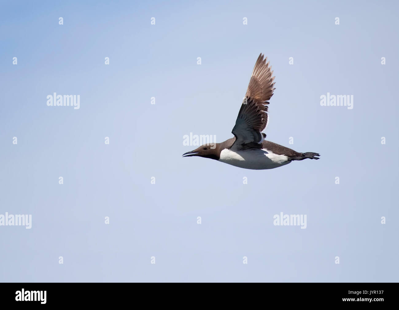 Common murre in flight hi-res stock photography and images - Alamy