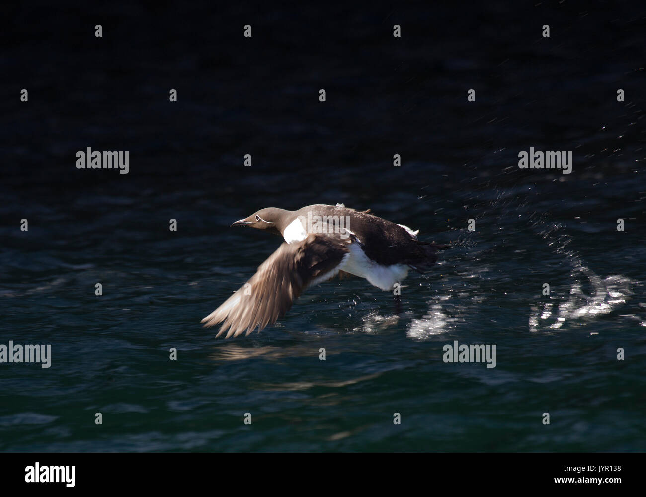 Common murre taking off from ocean hi-res stock photography and images ...