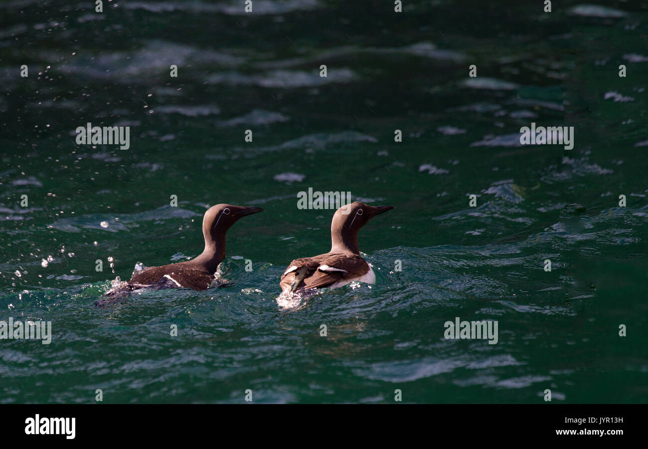 Two common murres in green ocean hi-res stock photography and images ...