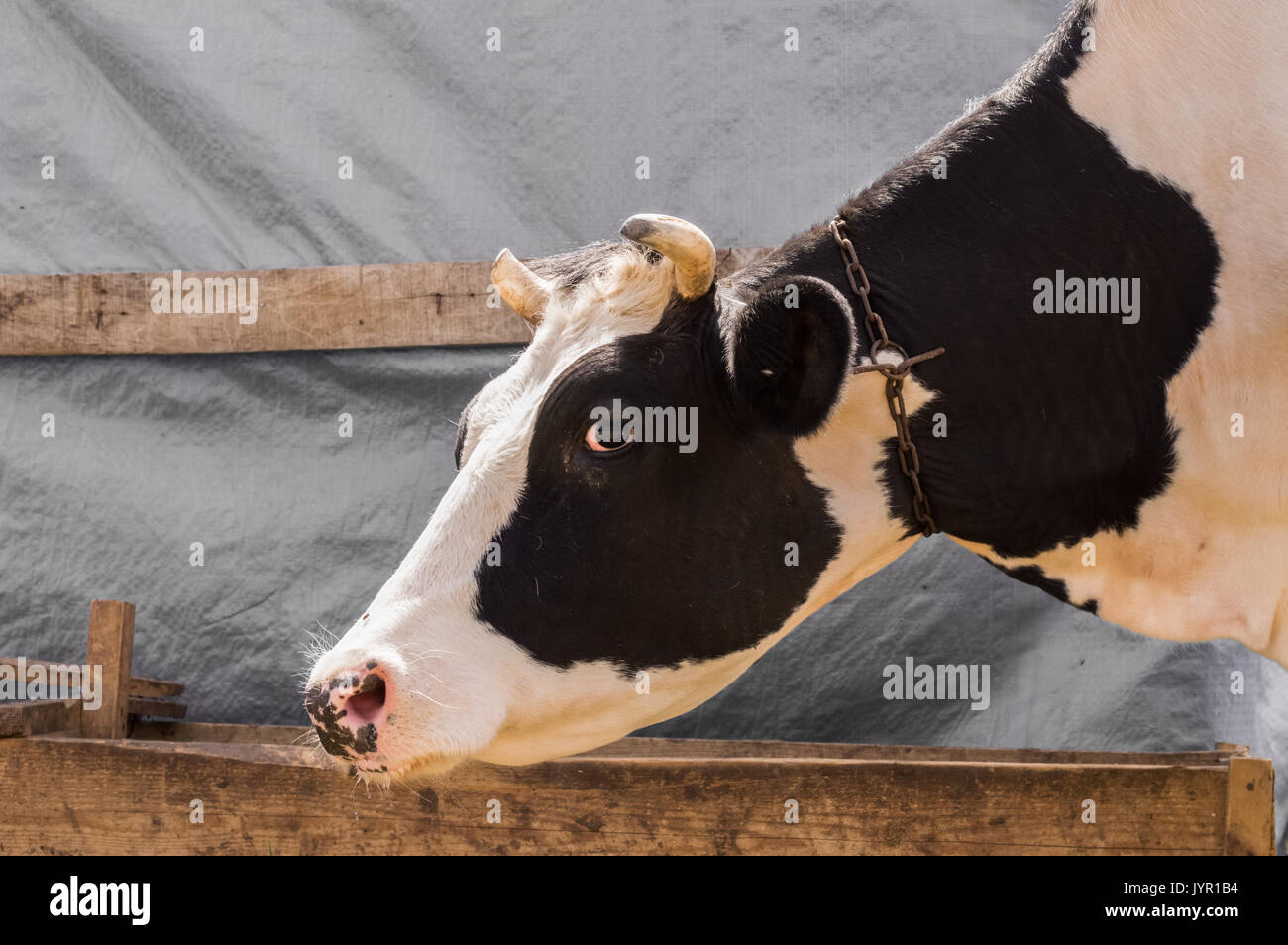 Dairy black and white spotted cow in the village. Closeup view of a cow head Stock Photo - Alamy