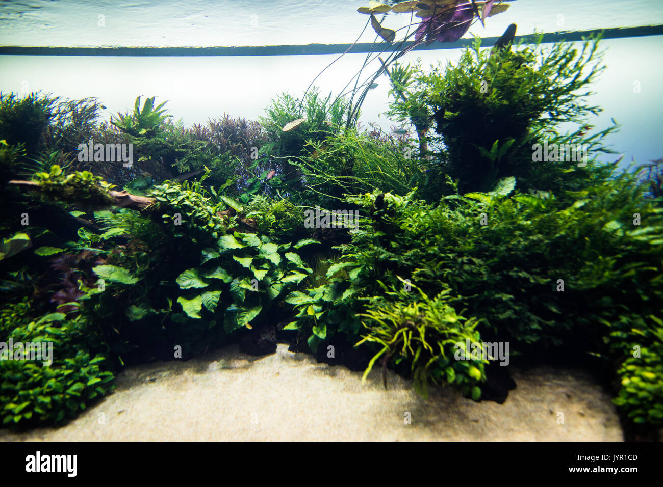 Aquascaping of the beautiful planted tropical freshwater aquarium Stock ...
