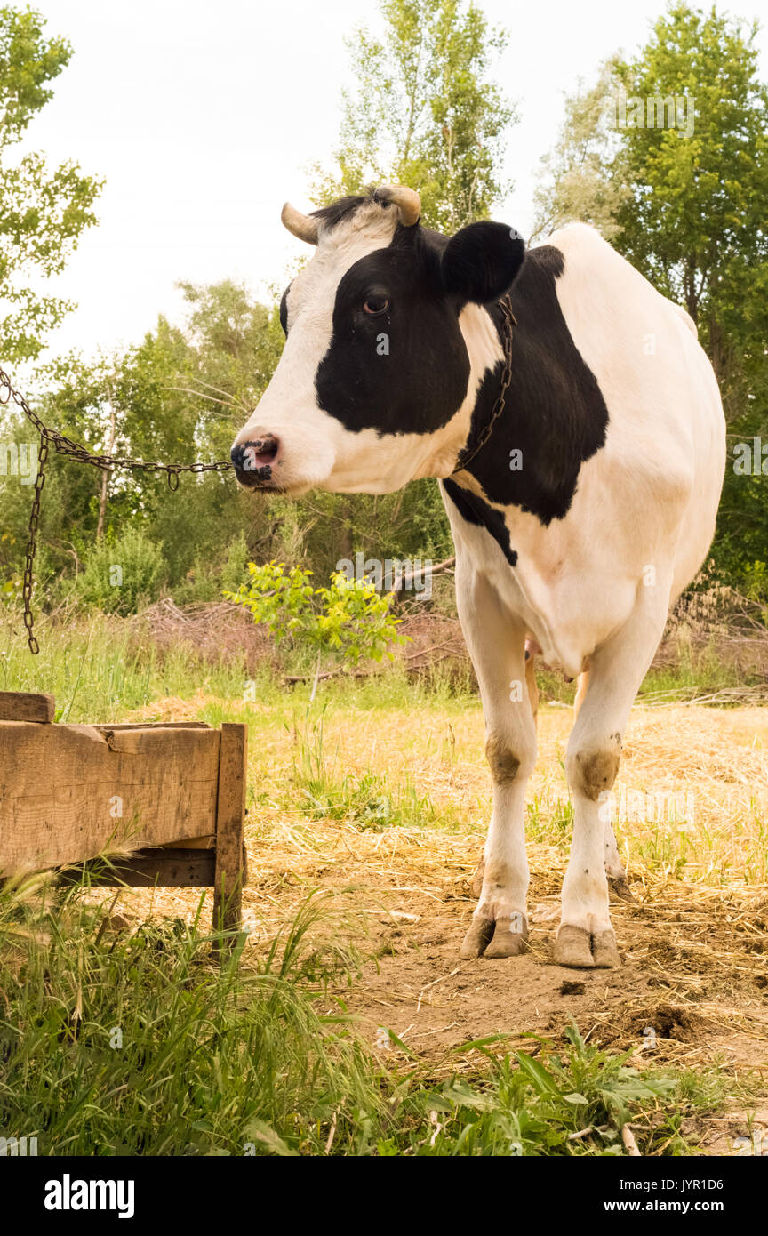 Dairy black and white spotted cow in the village. Chained cow standing in the field Stock Photo ...