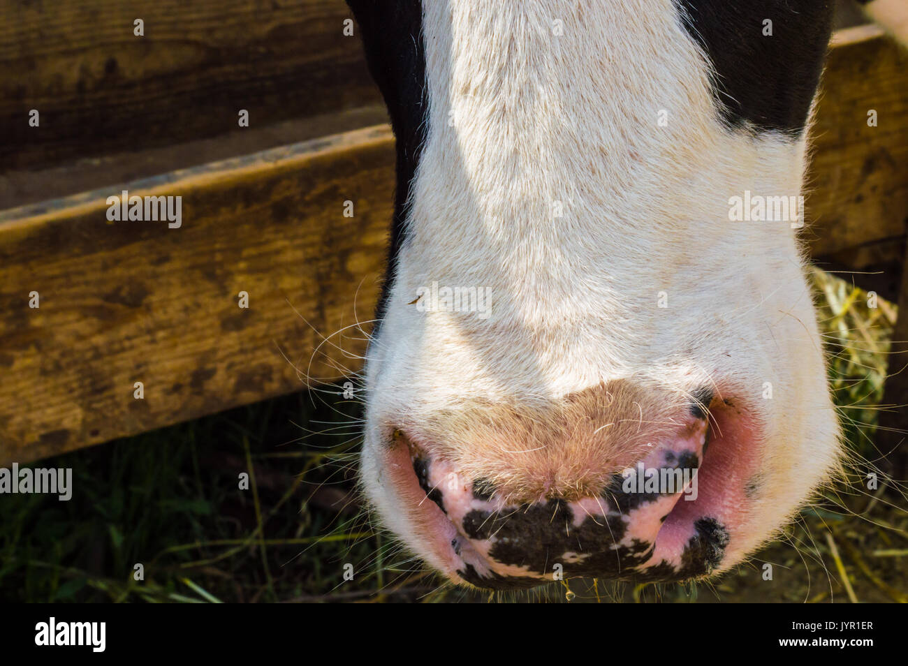 Dairy black and white spotted cow in the village Stock Photo - Alamy