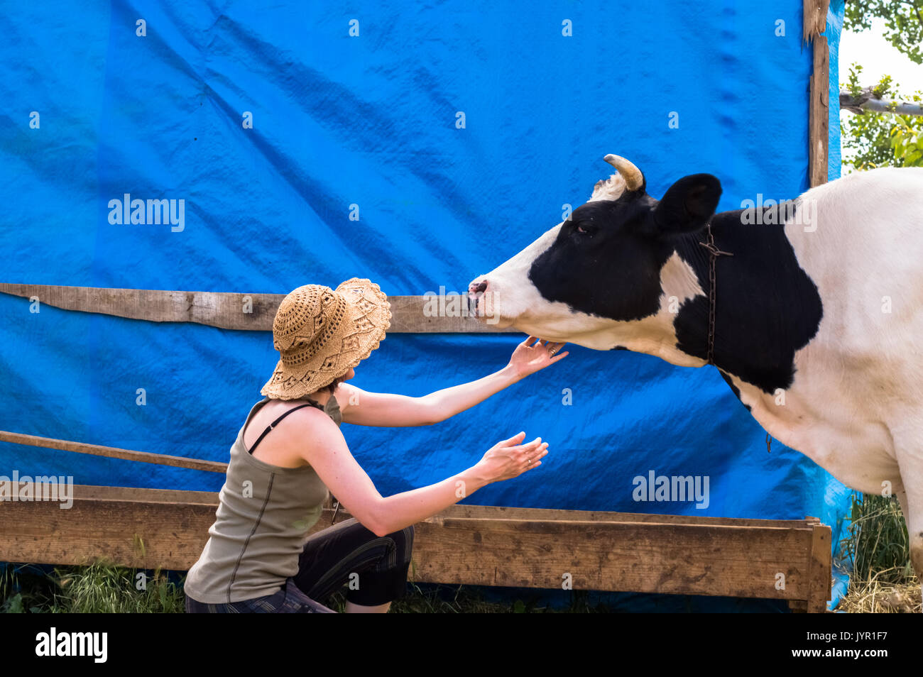 Dairy black and white spotted cow in the village. Young woman caressing ...
