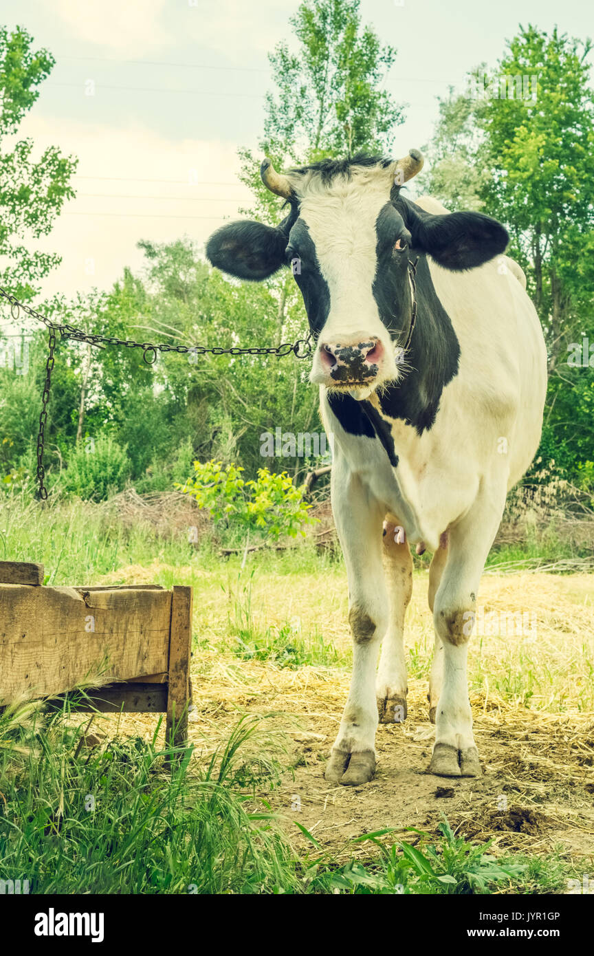 Dairy black and white spotted cow in the village. Chained cow standing in the field Stock Photo ...
