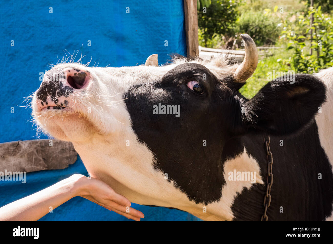 Dairy black and white spotted cow in the village. Young woman caressing ...