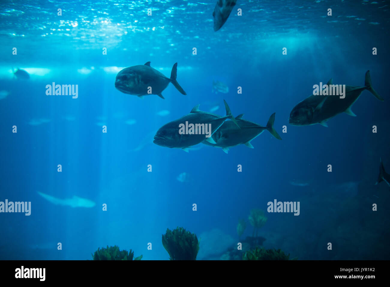Fish swimming in a reef with blue ocean water Stock Photo - Alamy