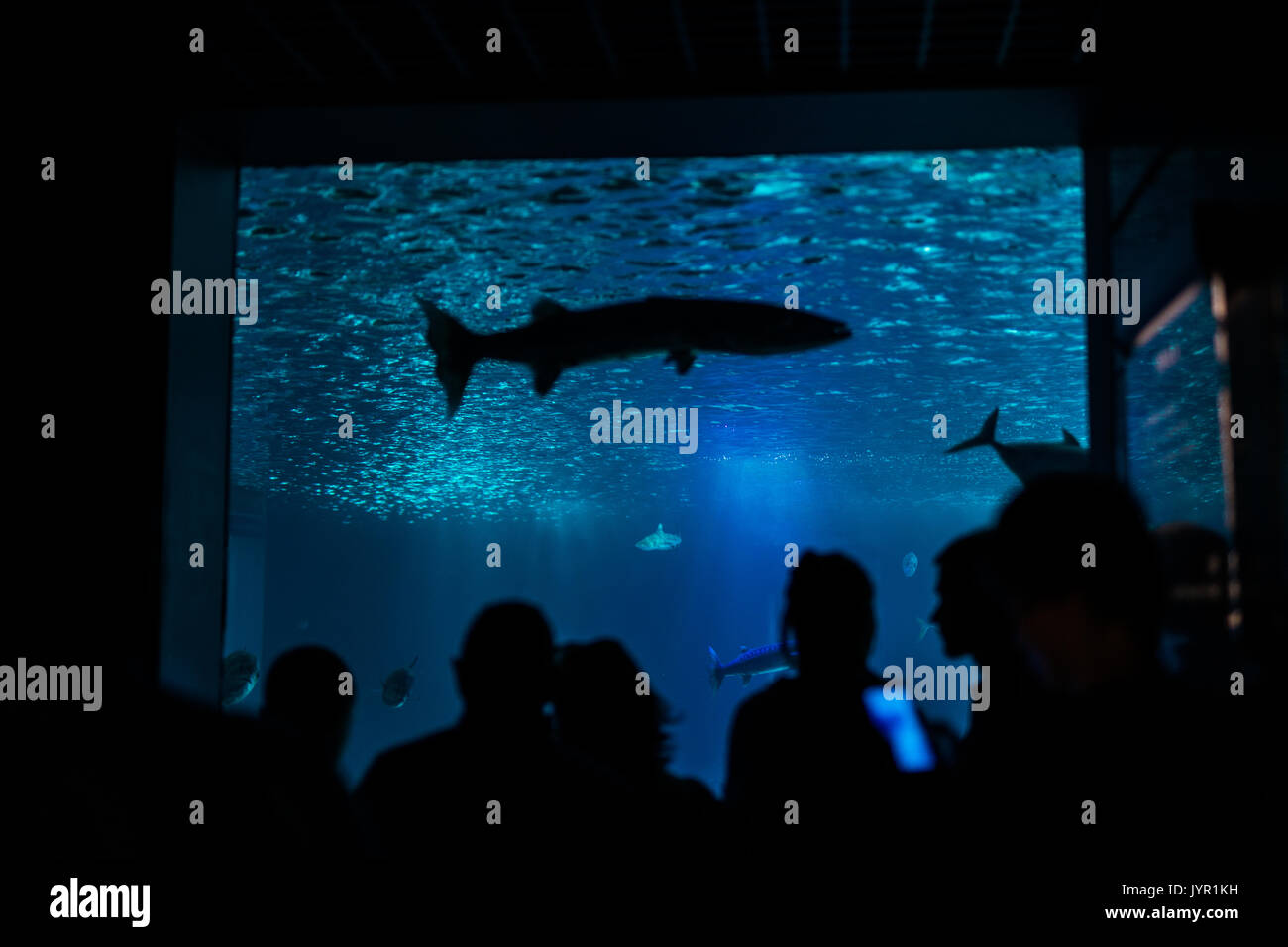 Silhouettes visitors in aquarium hi-res stock photography and images ...