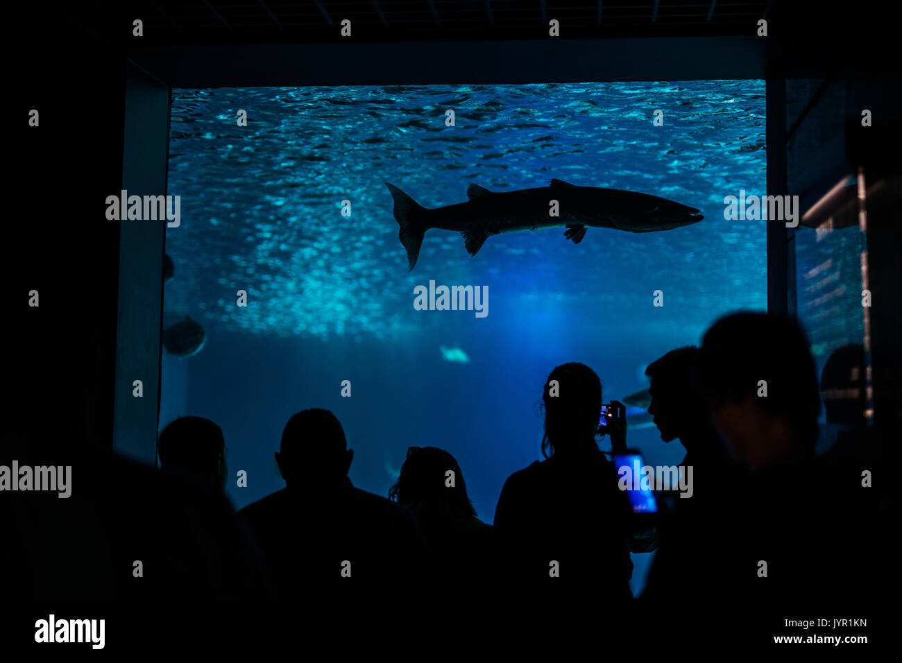 Silhouettes visitors in aquarium hi-res stock photography and images ...