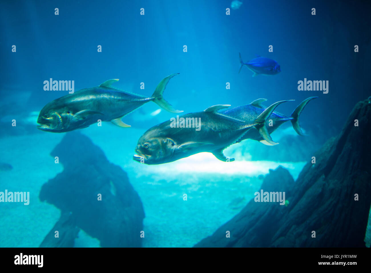 Ocean big fish in a large aquarium tank Stock Photo - Alamy