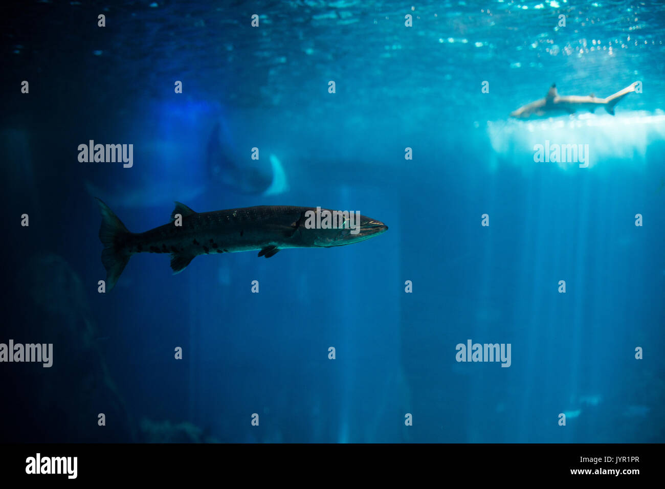 Ocean big fish in a large aquarium tank Stock Photo - Alamy