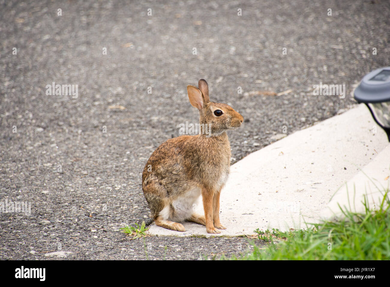 Rabbit spotted in suburban New Jersey driveway Stock Photo - Alamy