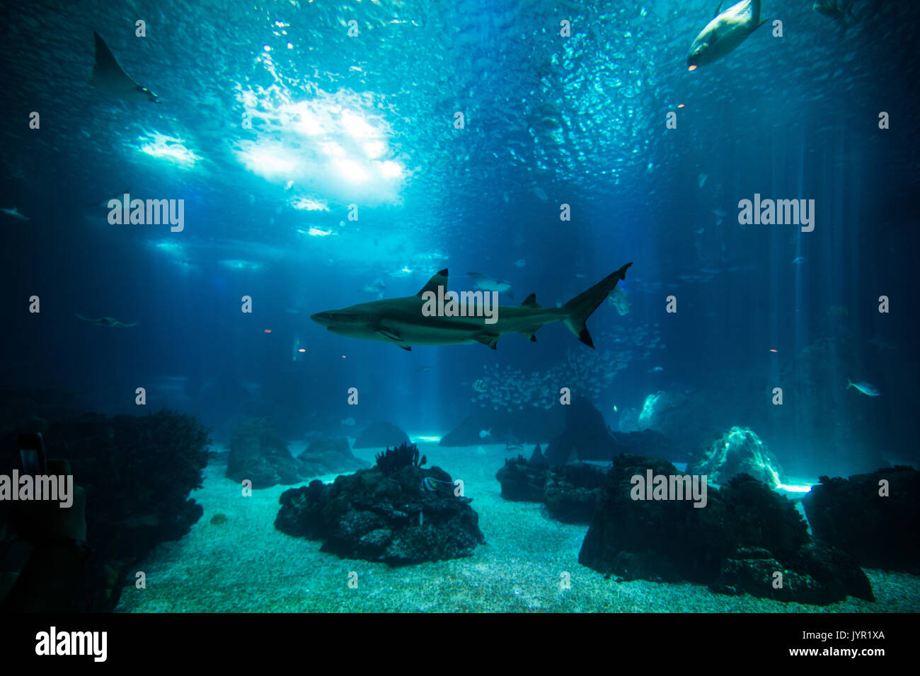 Ocean giant fish world in aquarium for observation in Lisbon Stock ...