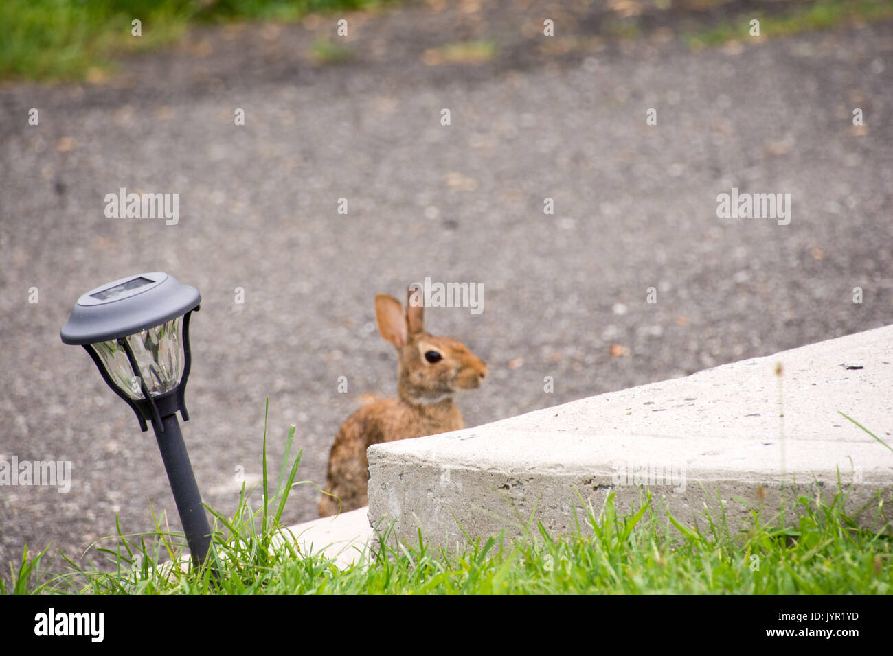 Rabbit spotted in suburban New Jersey driveway Stock Photo - Alamy