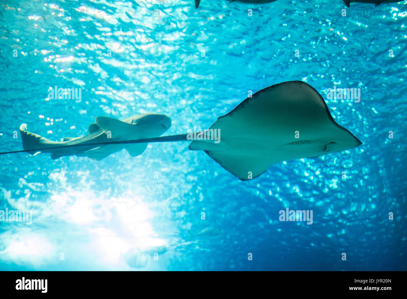 Ocean giant fish world in aquarium for observation in Lisbon Stock ...