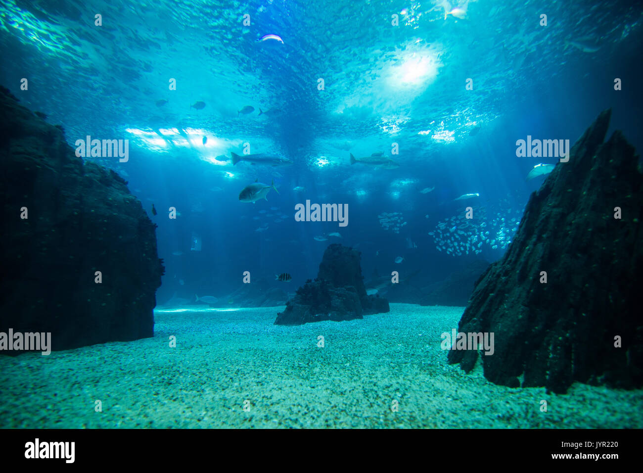 Ocean giant fish world in aquarium for observation in Lisbon Stock ...