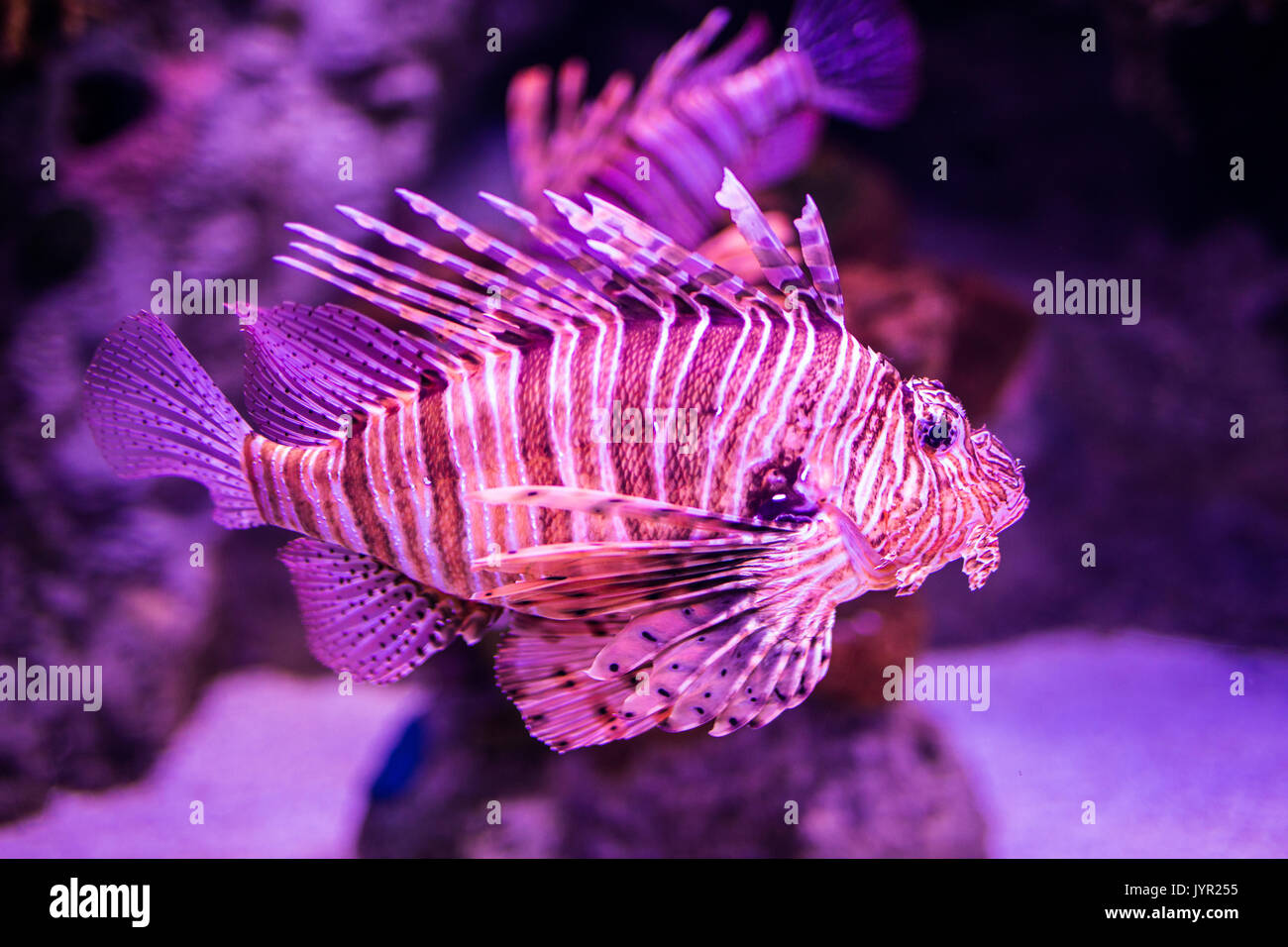 Ocean fish world in aquarium for observation Stock Photo - Alamy