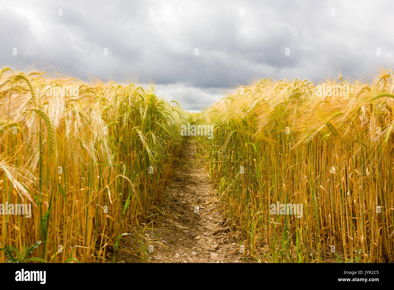 Tracks through the barley field Stock Photo - Alamy
