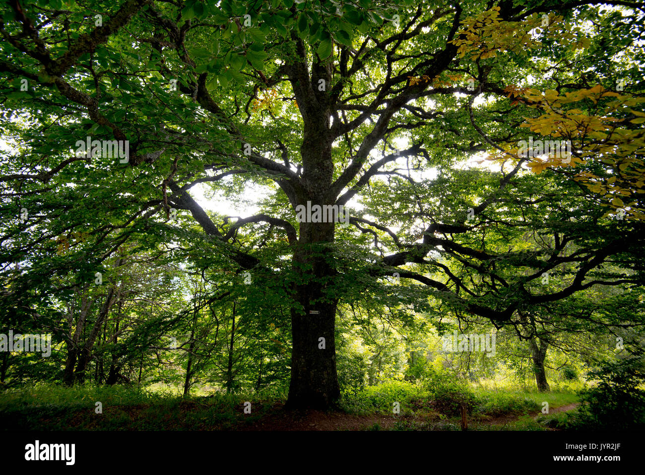 Oak forest france hi-res stock photography and images - Alamy