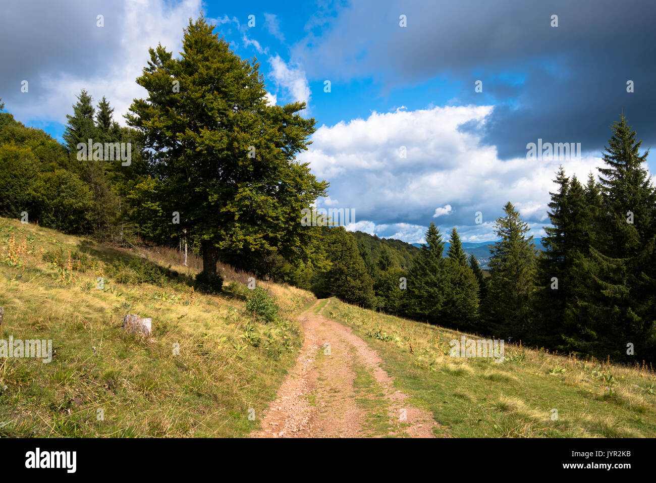 Tracking path in the Vosges mountains at the Petit Ballon Stock Photo ...