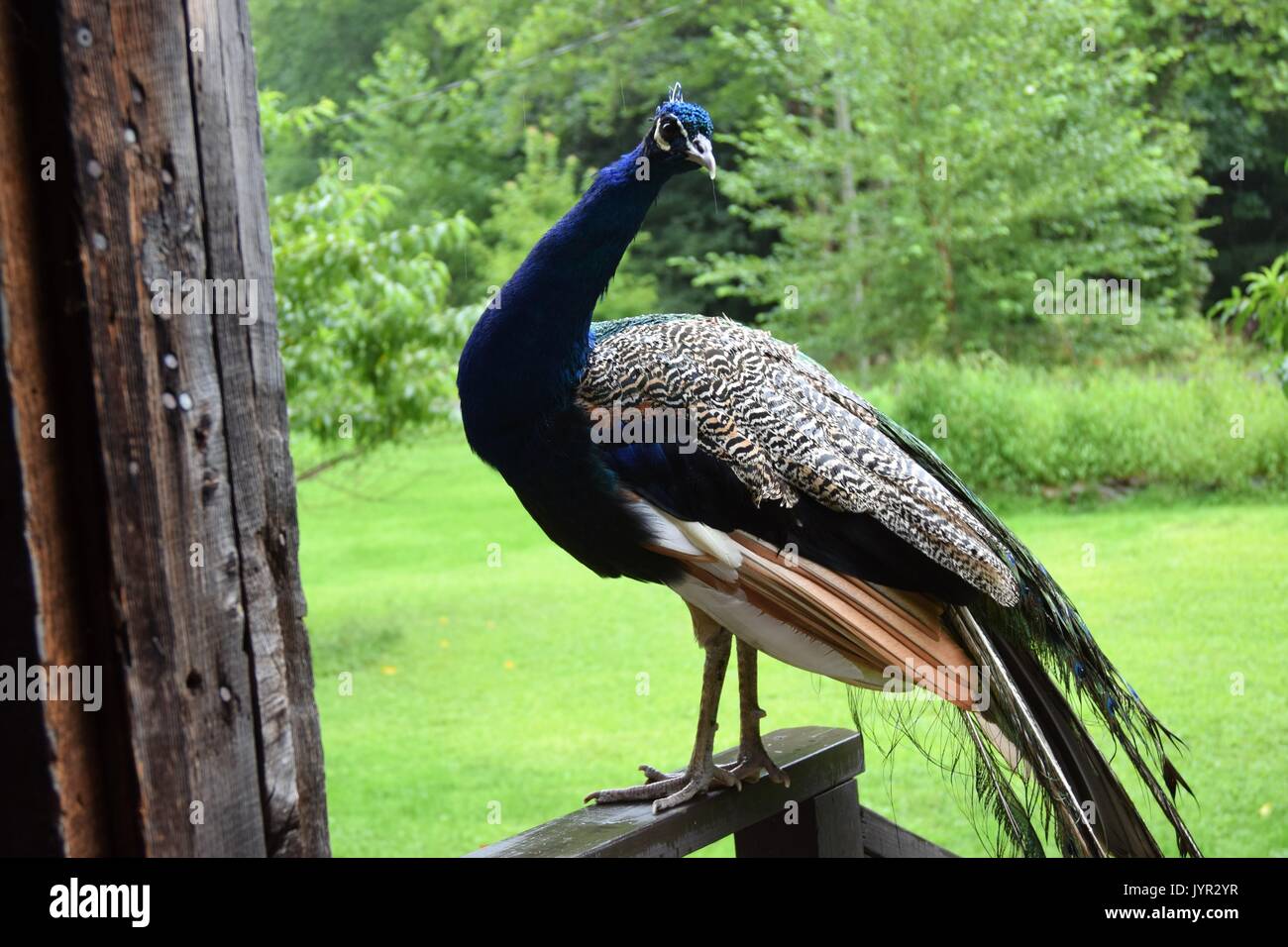 Curious peacock sits on window ledge to greet visitors in cabin Stock ...