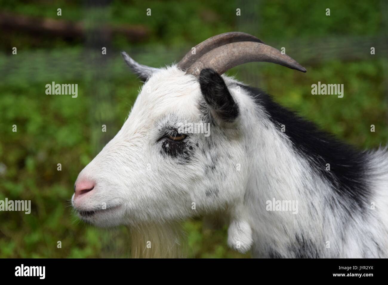 Adorable young white goat checks out something interesting Stock Photo ...