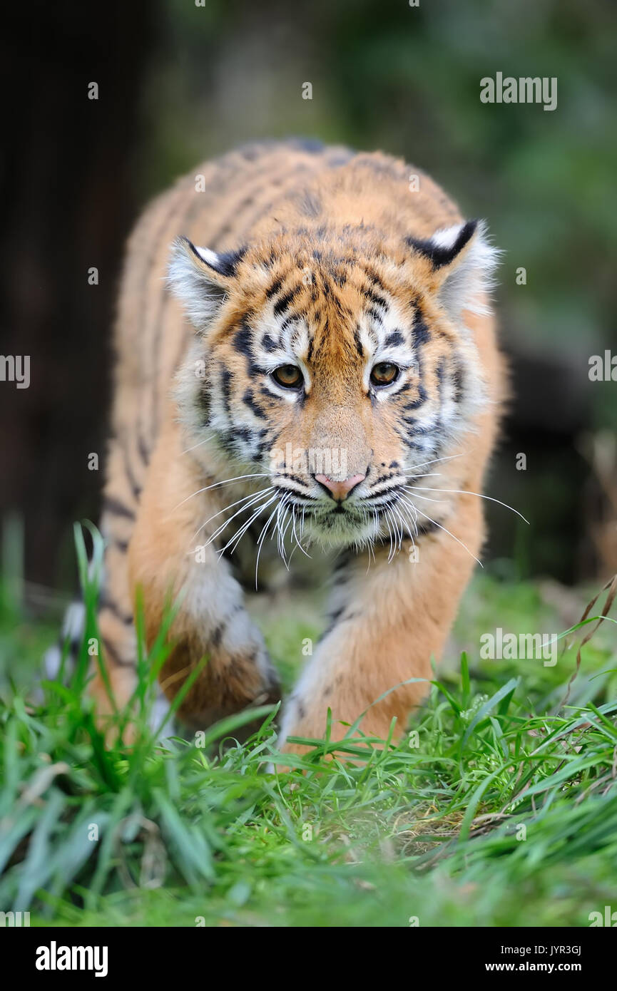 Siberian tiger cub hi-res stock photography and images - Alamy