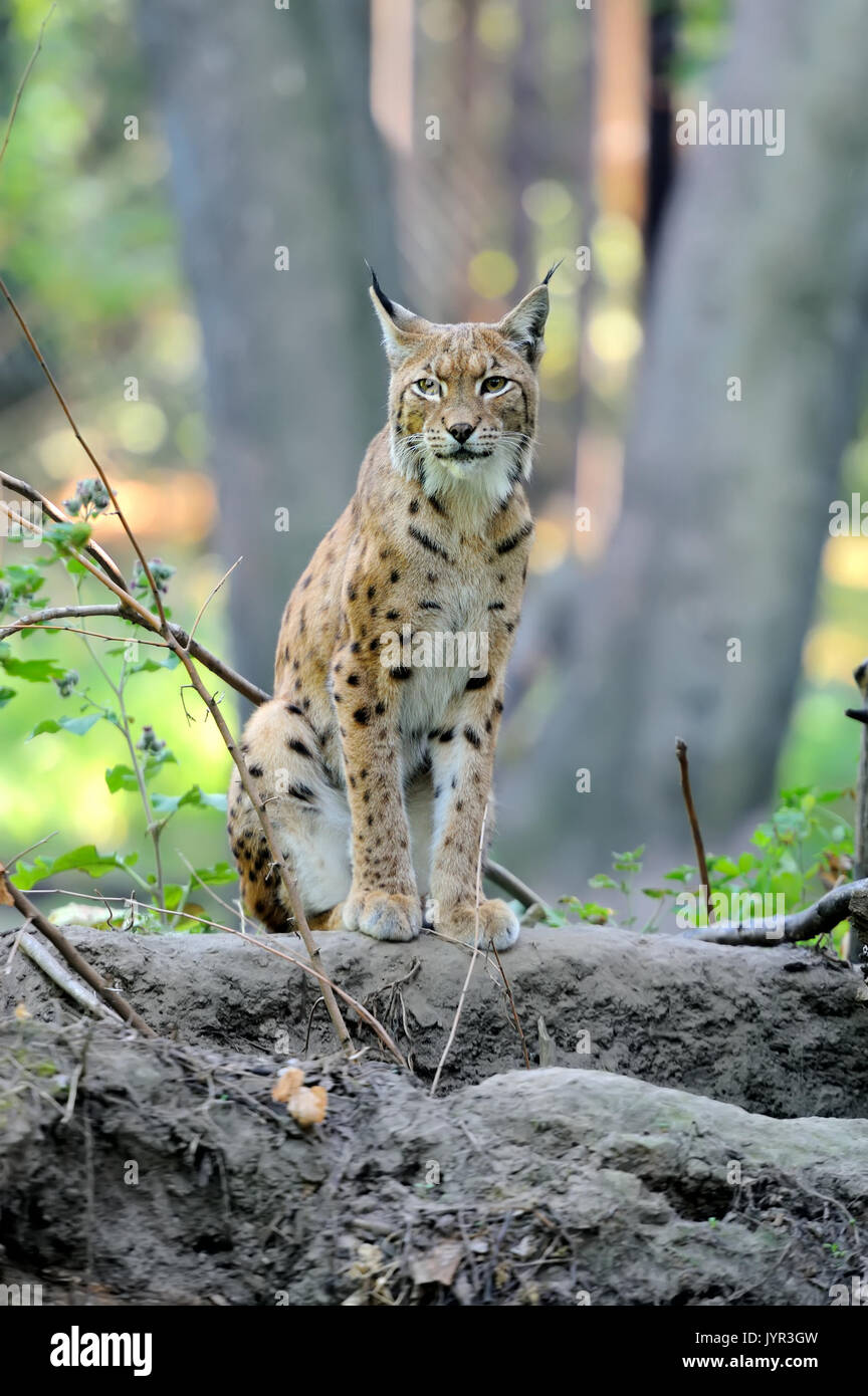 Eurasian Lynx Lynx Lynx Adult High Resolution Stock Photography and ...