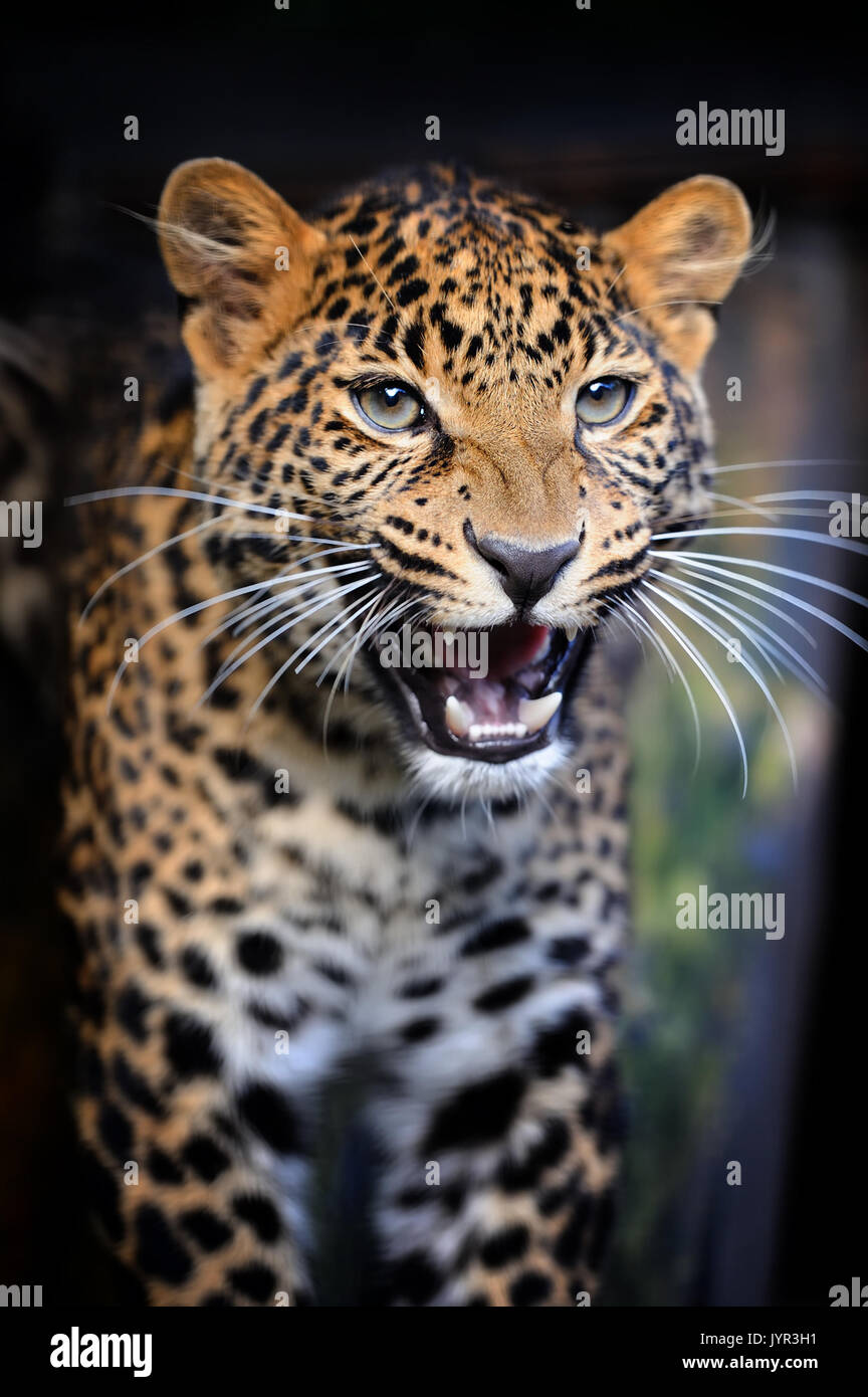 Close up angry leopard portrait Stock Photo - Alamy
